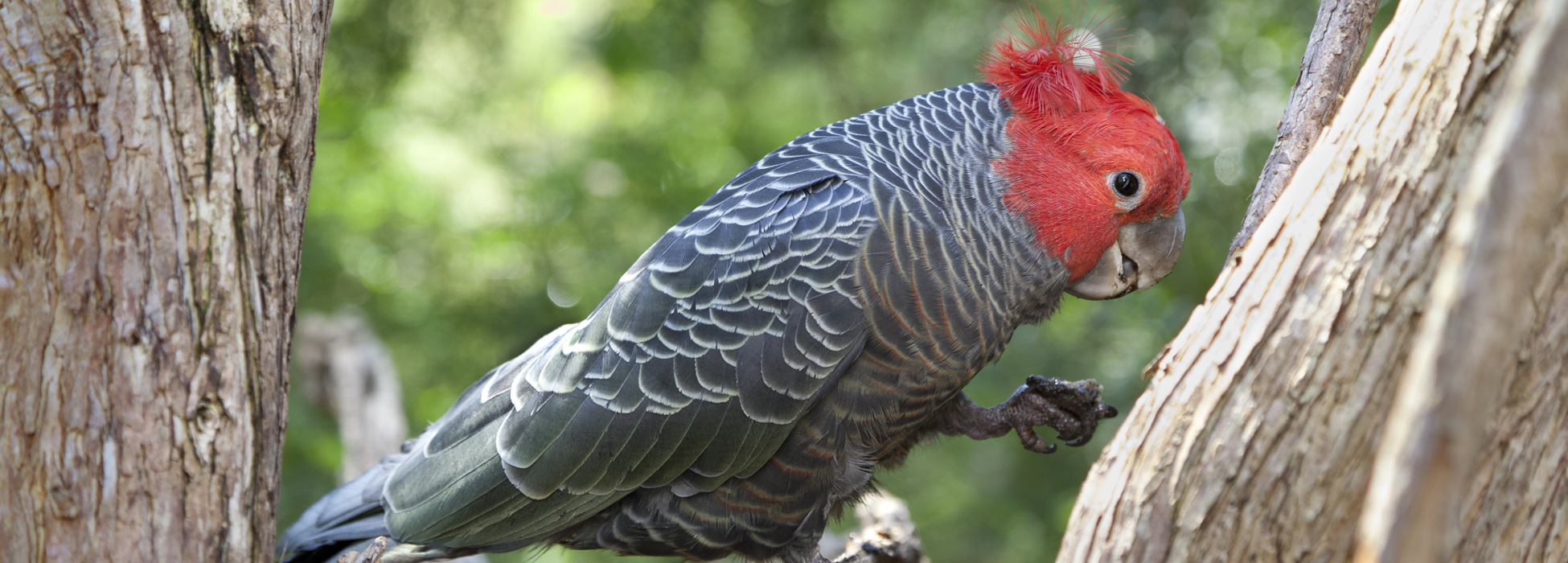 Port to Plateau - The Great Eastern Ranges