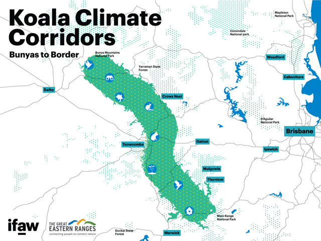 Koala Climate Corridors: Bunyas to Border - The Great Eastern Ranges