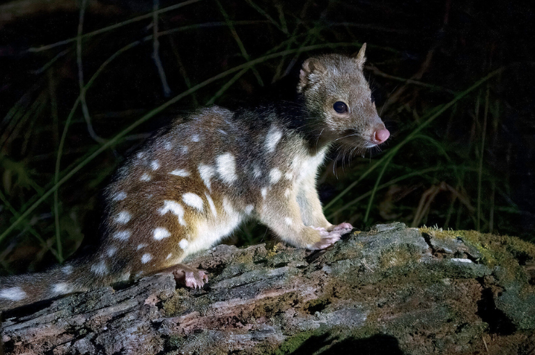 Australia’s spotted tigers - The Great Eastern Ranges