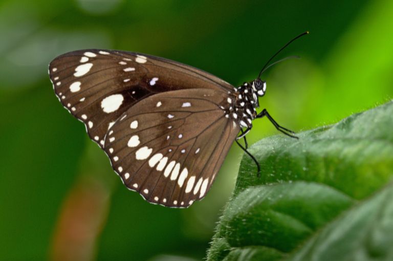 Australia’s native monarch - The Great Eastern Ranges